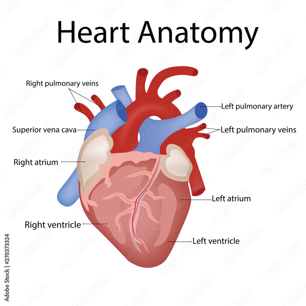 heart anatomy and types of heart disease vector illustration Stock ...
