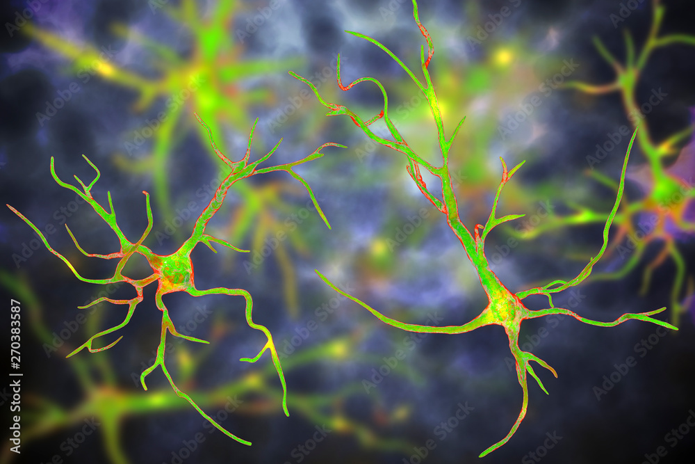Astrocytes, brain glial cells, 3D illustration. Astrocytes, also known ...