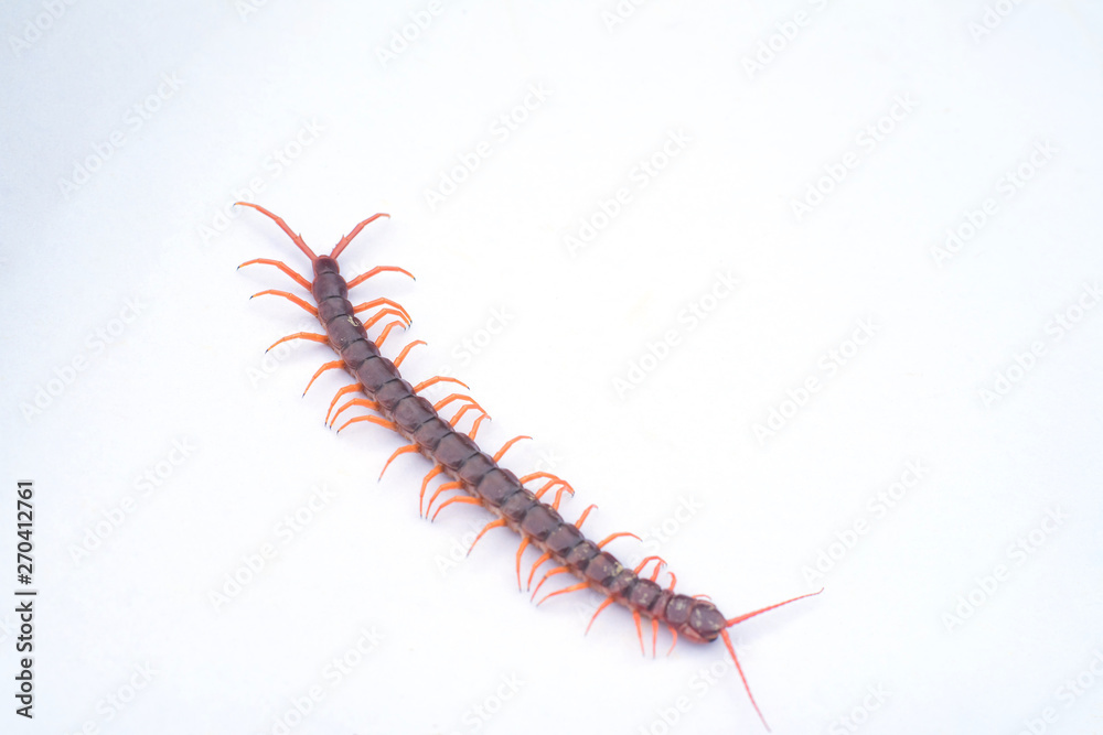 Centipede is one of poisonous insects. Stock Photo | Adobe Stock