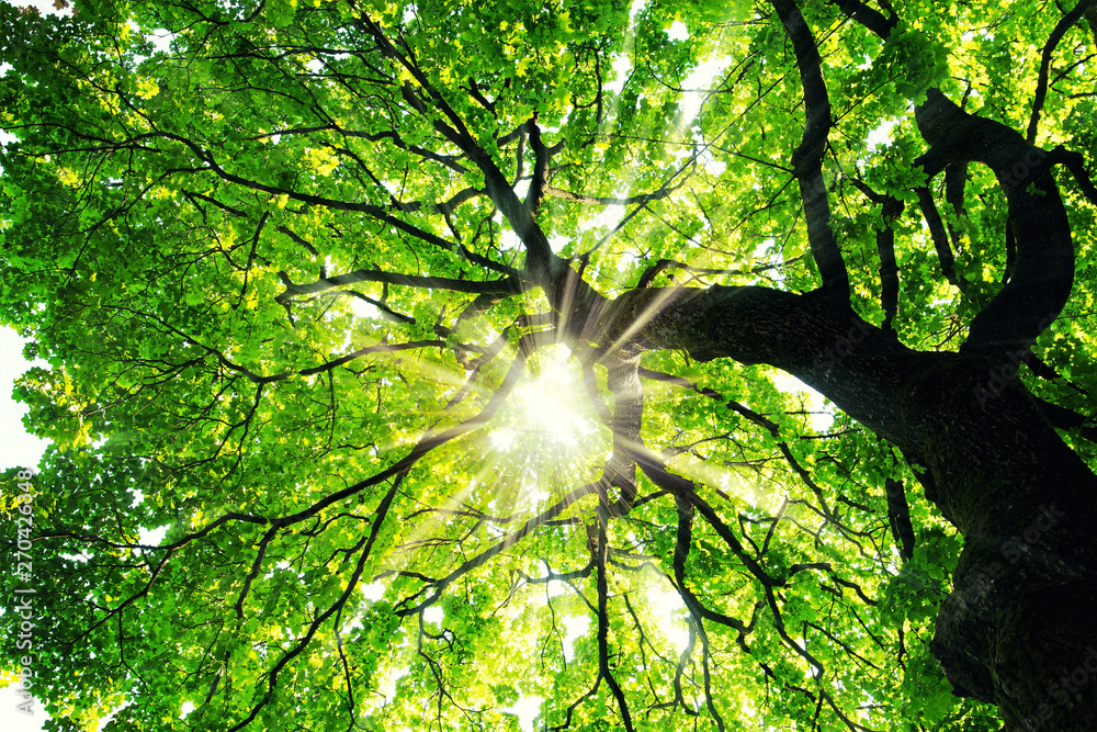 Maple tree with sunbeams Stock Photo | Adobe Stock