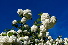 Blue Snowball Bush Free Stock Photo - Public Domain Pictures