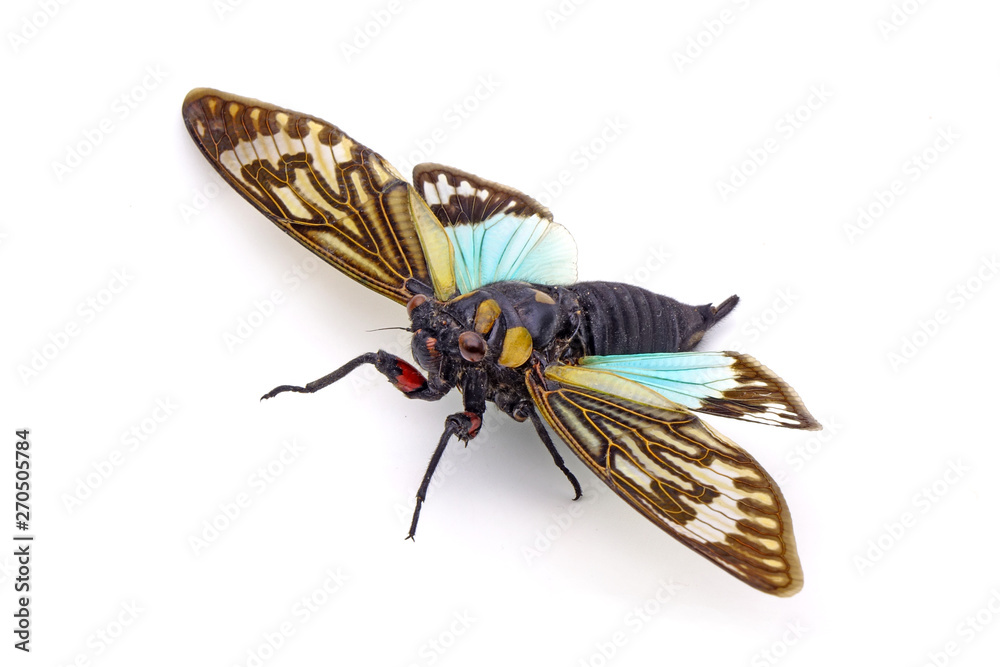Foto Cicada : Blue butterfly-wings cicada (Distantalna splendida) is a ...