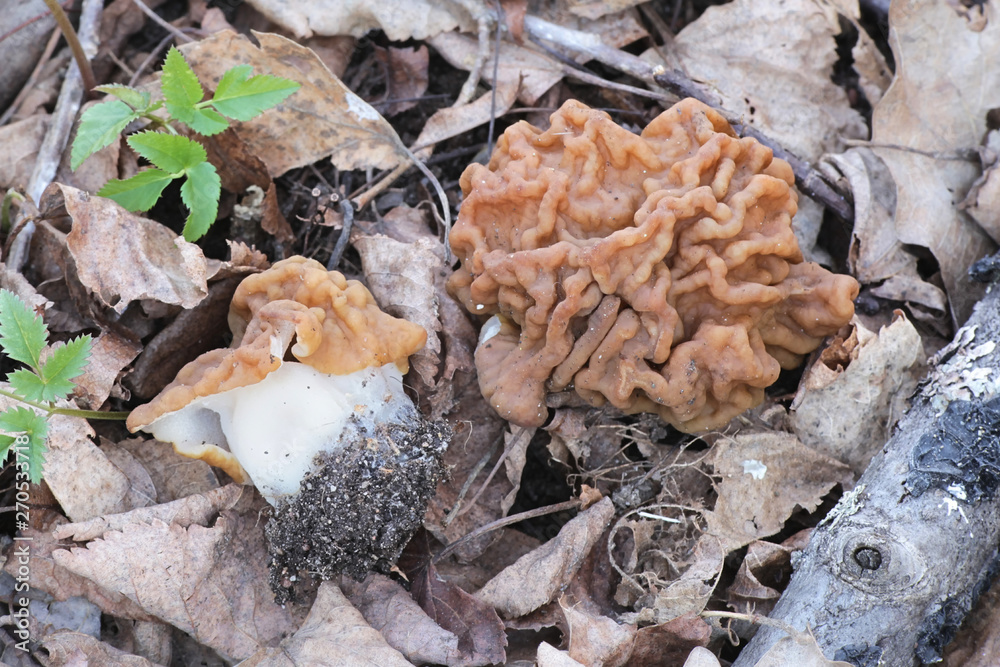 Gyromitra gigas, commonly known as the snow morel, snow false morel ...