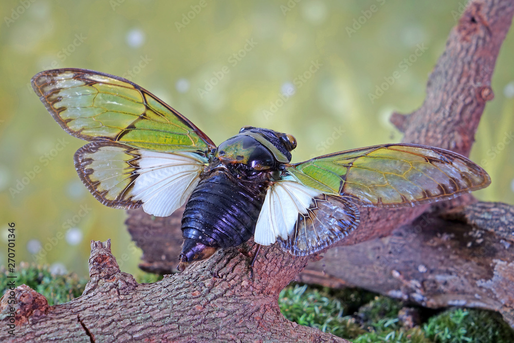 Cicadas : Odd green glasswing Alien head cicada (Salvazana mirabilis ...