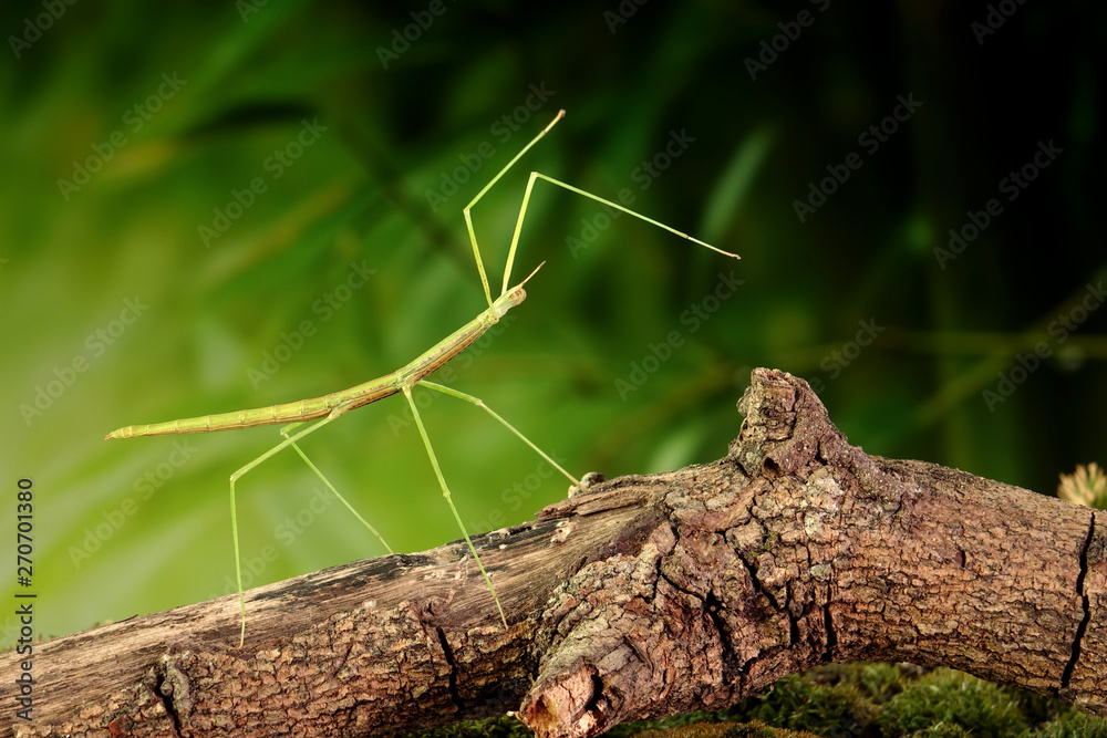 phasmatodea stick insects