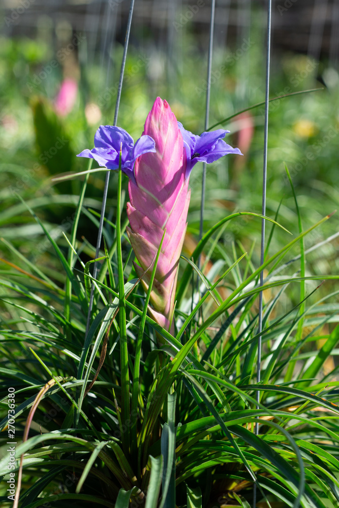 blooming Pink Quill flower ( Tillandsia Cyanea ) at garden, It's plant ...