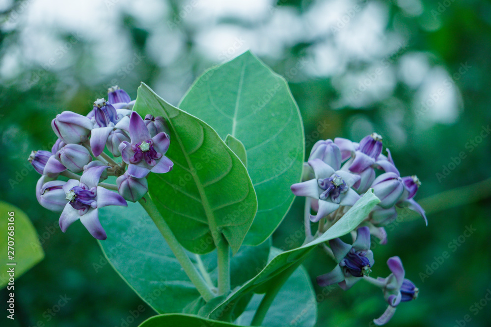 Calotropis gigantea (crown flower), Also known as Akanda flower in ...