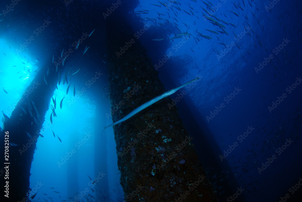 Underwater world - Long Trumpetfish under the jetty. Blue underwater ...