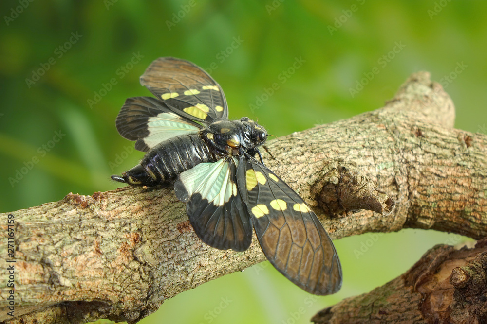 Cicada : Green and blue color butterfly-wings cicada (Gaeana cheni) is ...