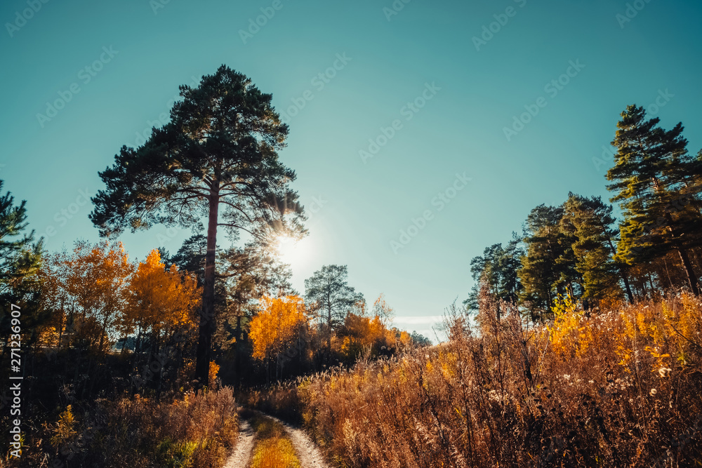 Amazing scenic landscape at early morning in autumn forest. Dazzling ...