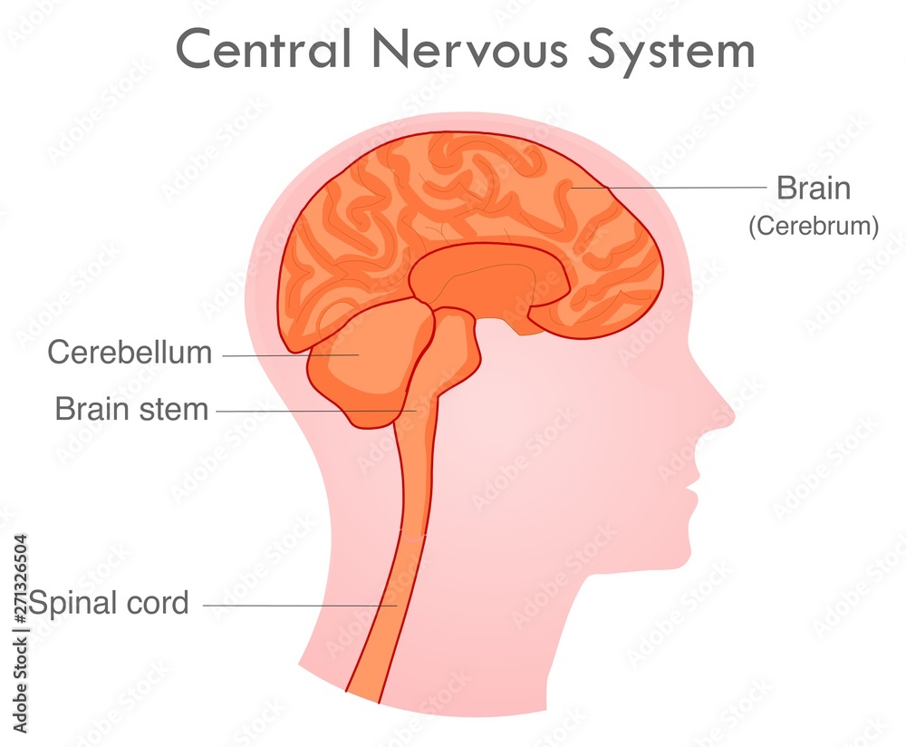 Image vectorielle Stock Central nervous system. Human skull diagram ... Image vectorielle Stock Central nervous system. Human skull diagram ...