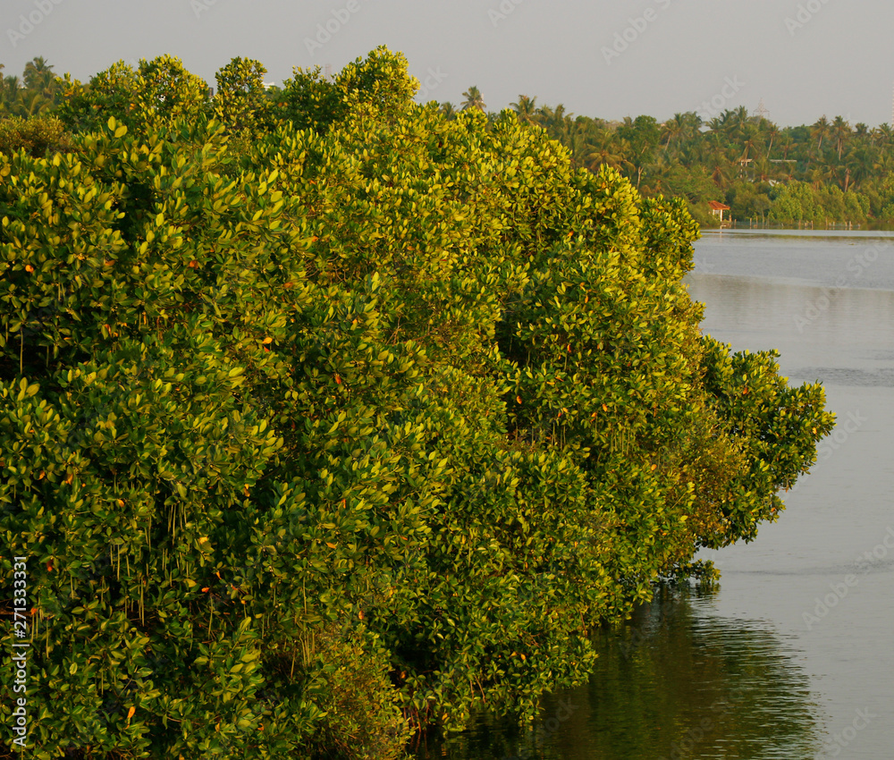 Mangroves (Kandal Kadu) are trees or shrubs that grow in salty water in ...