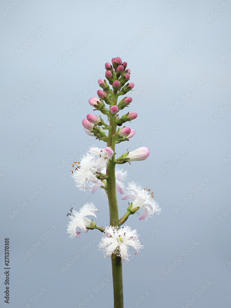 Menyanthes trifoliata, known as bogbean, Buckbean, Bog Bean, Buck Bean ...