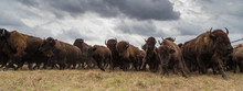 Buffalo Grazing In Meadow Free Stock Photo - Public Domain Pictures