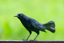 Common Grackle Bird Free Stock Photo - Public Domain Pictures