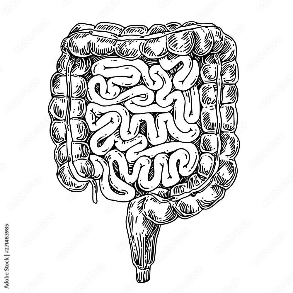 Intestines Drawing