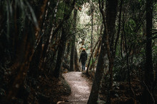 Enlightened Forest Path Free Stock Photo - Public Domain Pictures