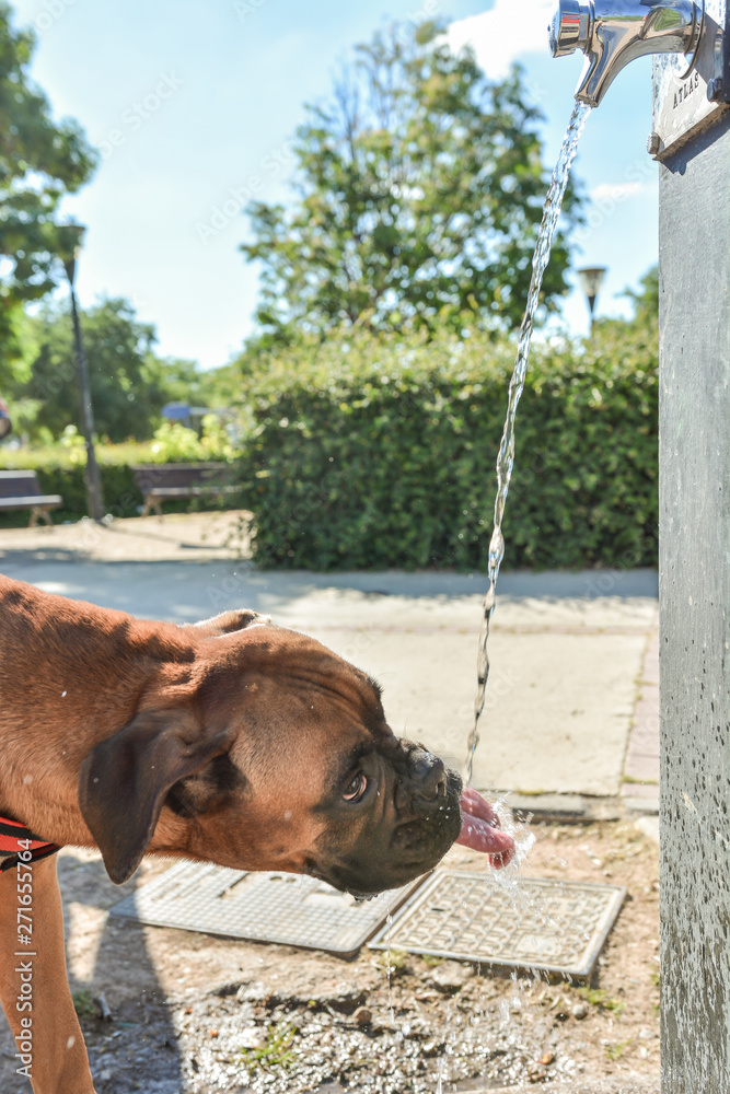 Boxer dog thirsty is drinking water from a fountain Stock Photo | Adobe ...