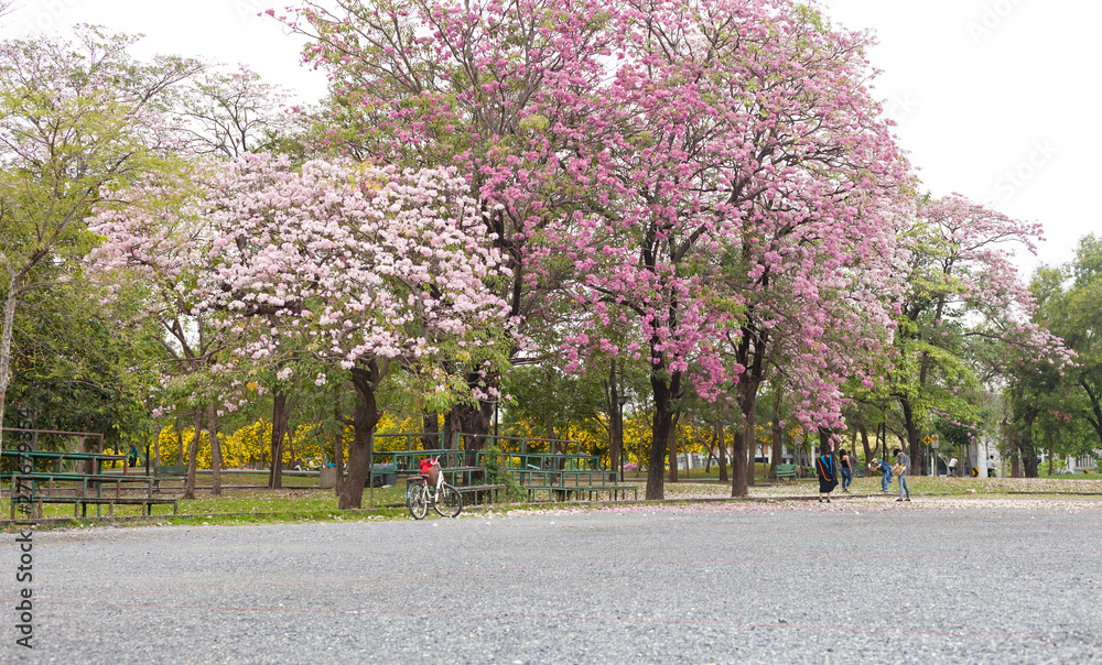 Tabebuia rosea is a Pink Flower in the public park. Pink trumpet tree ...