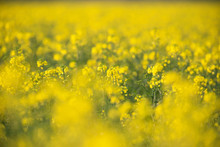 Rapeseed Pattern Free Stock Photo - Public Domain Pictures