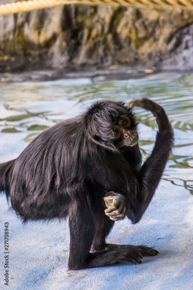 closeup portrait of a black headed spider monkey scratching its head ...