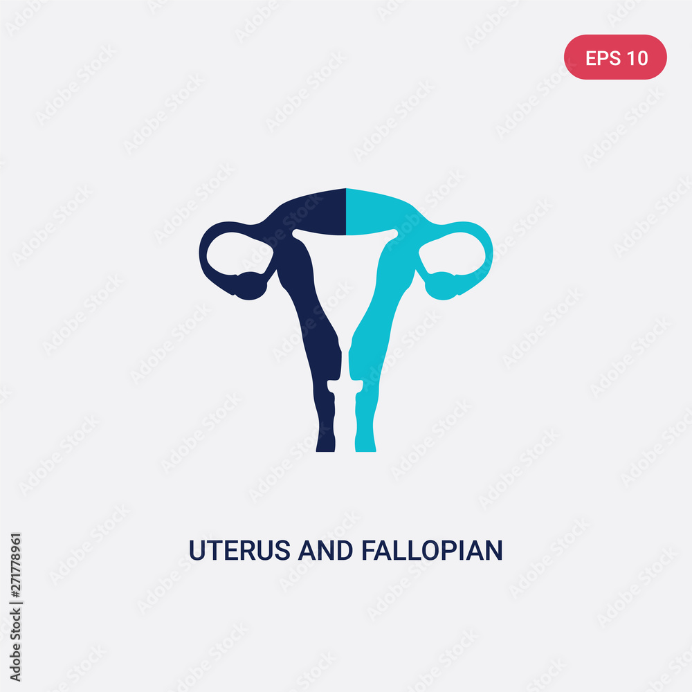 two color uterus and fallopian tube vector icon from human body parts ...