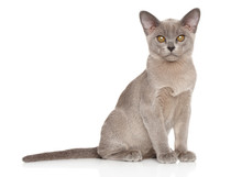 Albino Burmese Kitten Free Stock Photo - Public Domain Pictures