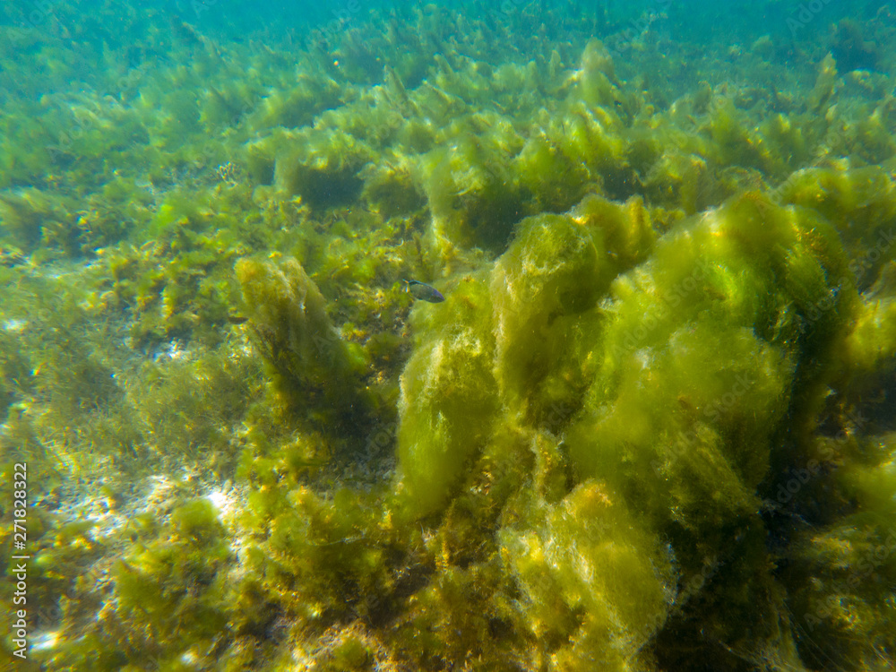 Seaweed on marine plants, underwater photo of tropical seashore. Mossy ...