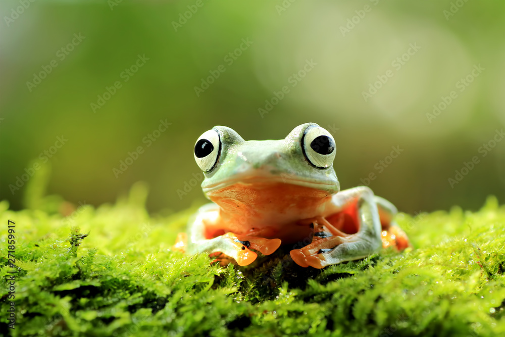 tree frog, java tree frog, flying frog sitting on moss ( rhacophorus ...