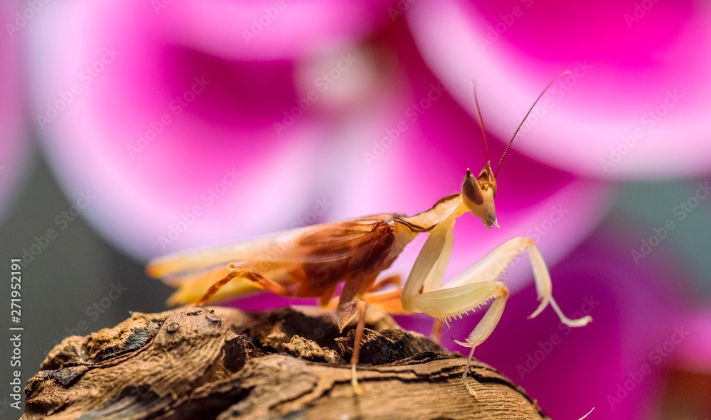 Mantis, nymph of the African flower mantis (Pseudocreobotra wahlbergii ...