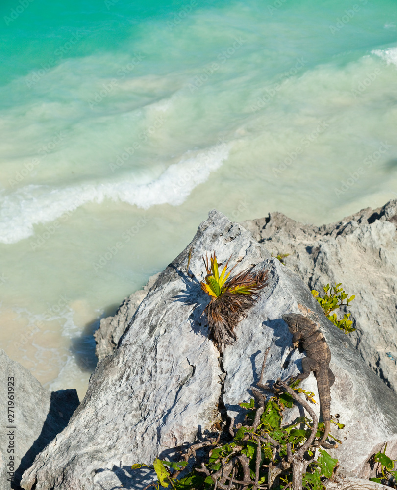 Iguana, Yacimiento Arqueológico Maya de Tulum, Estado de Quintana Roo ...
