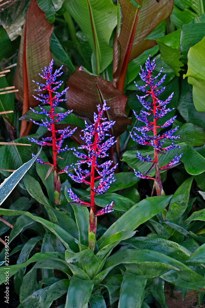 Foto de Stock Bromeliad aechmea close up in a flower border | Adobe Stock