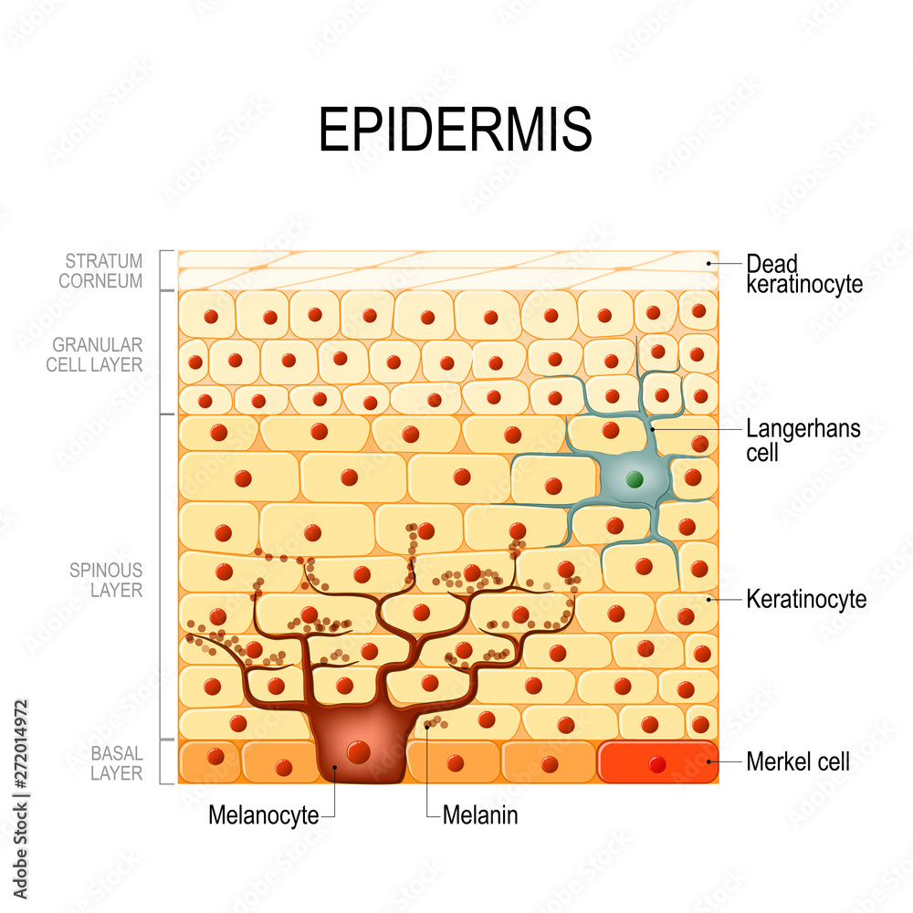 Epidermis layers. epithelial cells. Structure of the humans skin Stock ...