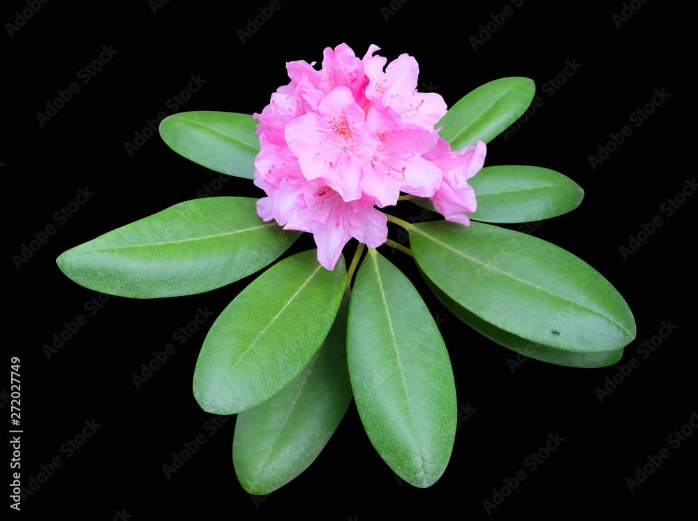 Ornamental shrub Rhododendron large-leaved - Rh. macrophyllum blooming ...