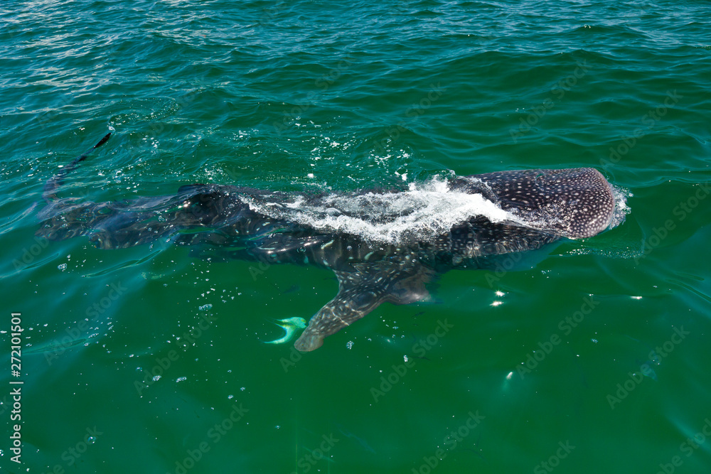 TIBURON BALLENA - WHALE SHARK (Rhincodon typus), Isla de Holbox, Estado ...