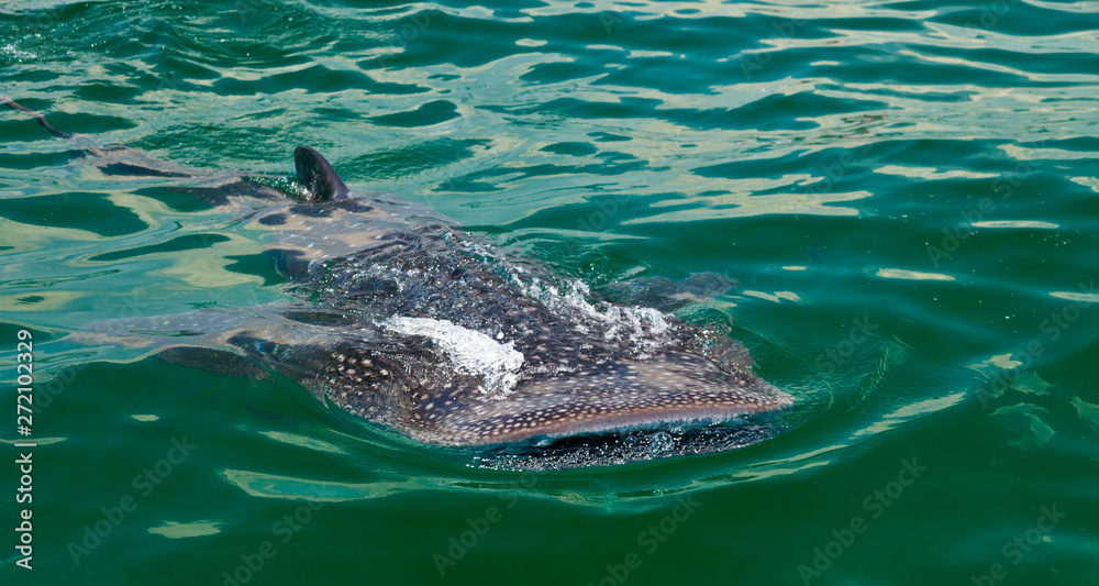 TIBURON BALLENA - WHALE SHARK (Rhincodon typus), Isla de Holbox, Estado ...