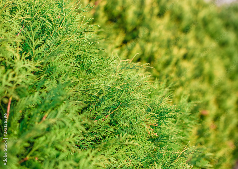 Closeup of green christmas leaves of Thuja trees. Nature background or ...