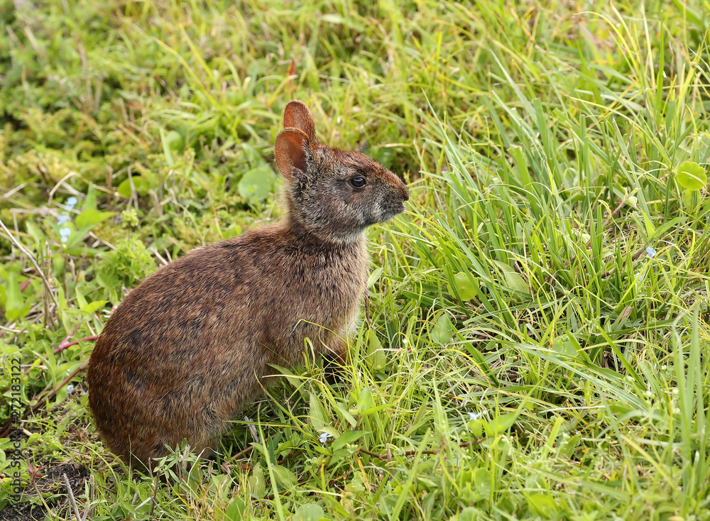Foto de Stock Profile of a marsh rabbit at Green Cay Wetlands in ...