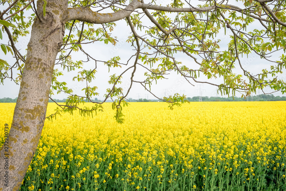 field of mustard through a tree branch Stock Photo | Adobe Stock
