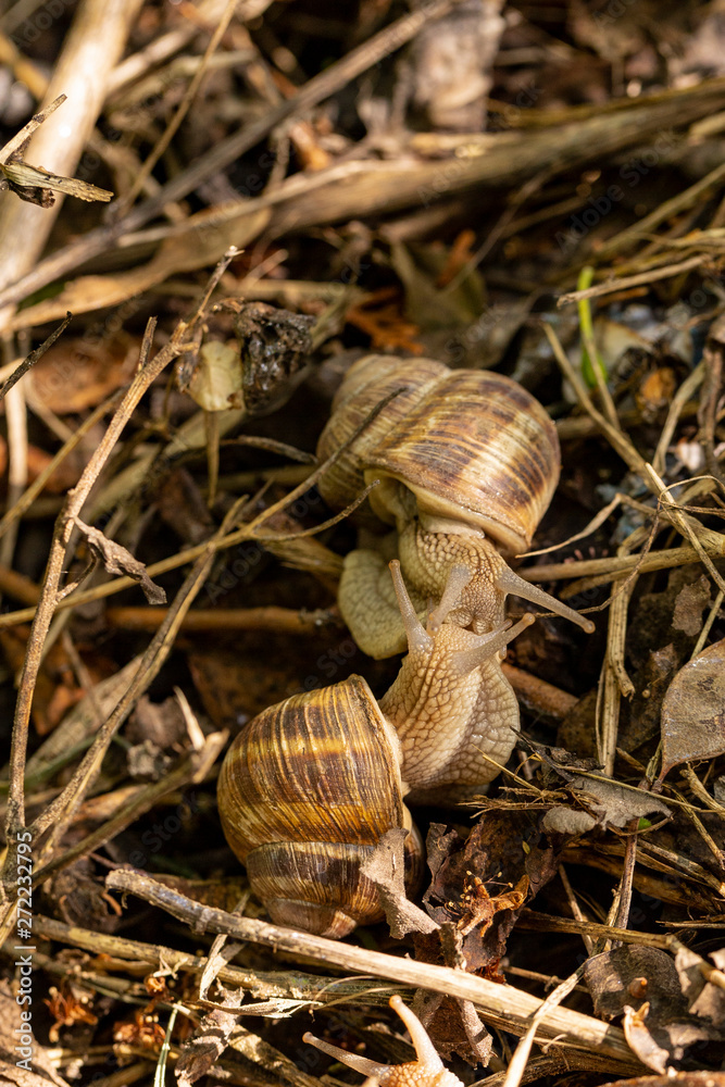 Helix pomatia, Roman - Burgundy snail, escargot, is a species of large ...