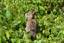 Cottontail Rabbit Hiding In Grass Free Stock Photo - Public Domain Pictures