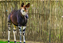 African Okapi Free Stock Photo - Public Domain Pictures