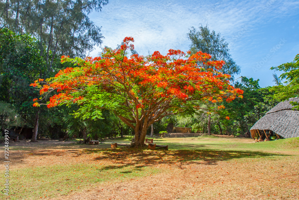 Kenya. Africa. Delonix royal tree. Large blooming red flowers tree with ...