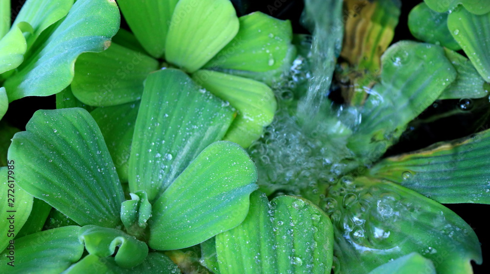 Pistia is a genus of aquatic plant in the arum family, Araceae. The ...