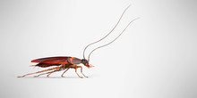 Grey Cockroach Free Stock Photo - Public Domain Pictures