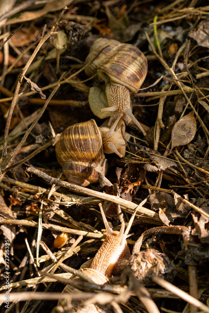 Helix pomatia, Roman - Burgundy snail, escargot, is a species of large ...