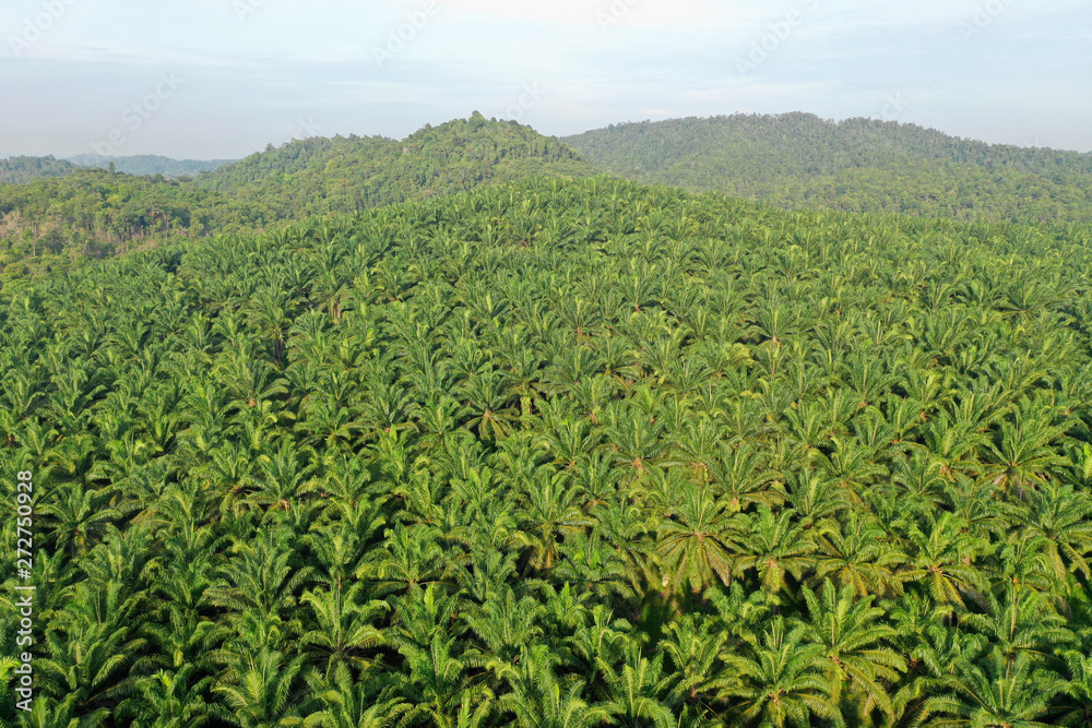 Palm oil plantation at rainforest edge. Deforestation in Malaysia ...