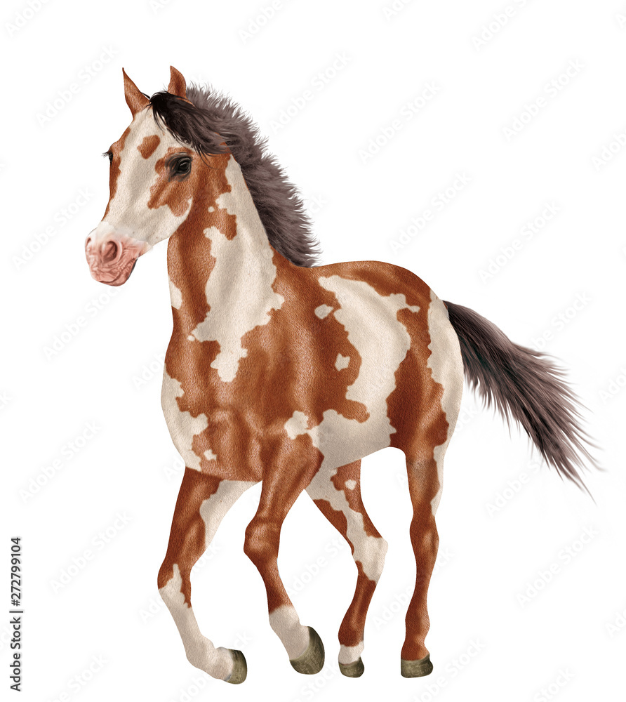 cheval, indien, animal, isolé, poulain, blanc, brun, jument, ferme ...