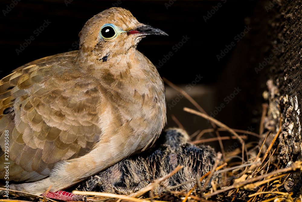 Baby birds in a nest tucked away in the rafters of a porch. The mother ...