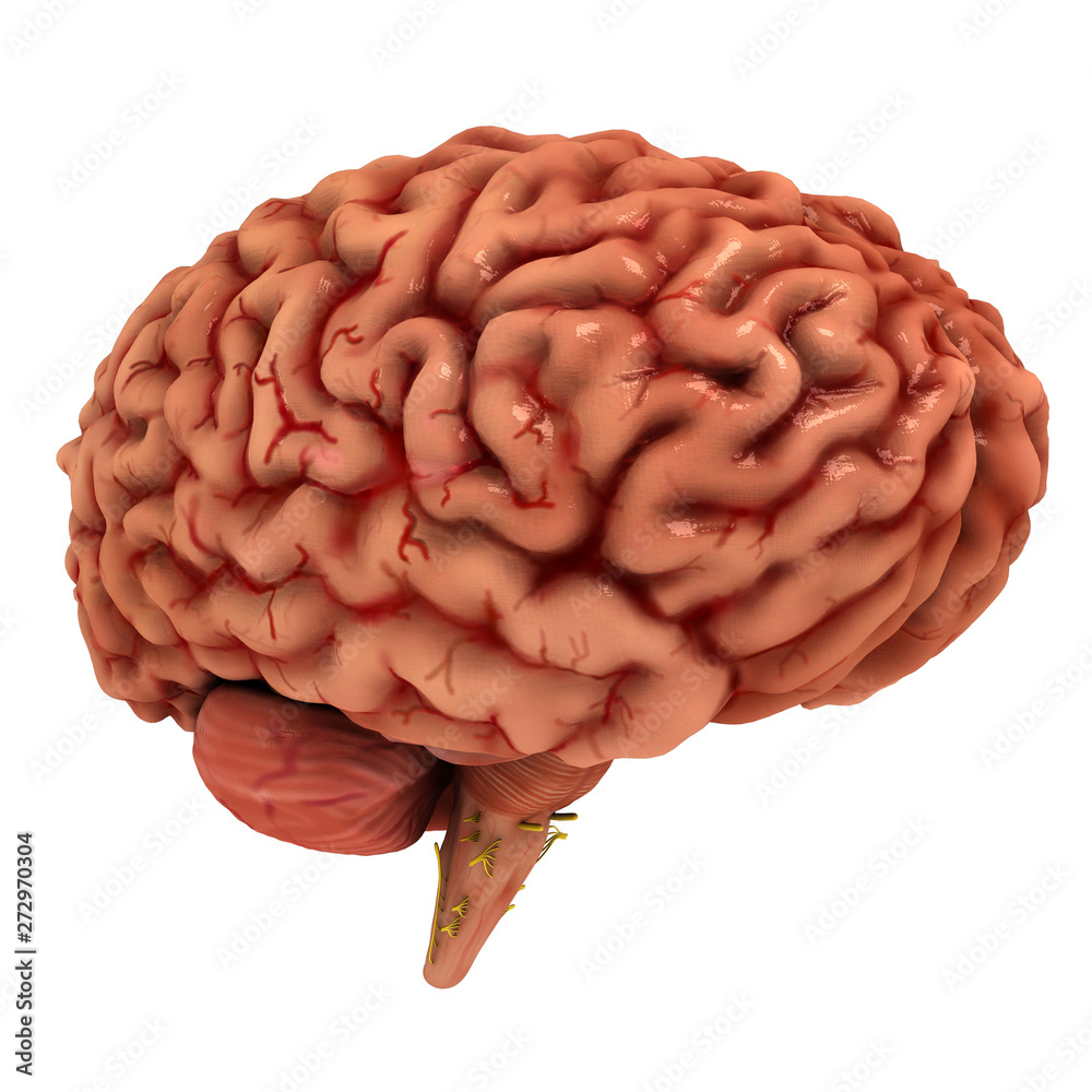 Realistic, fully detailed Human Brain 3D model with alpha Channel. The ...